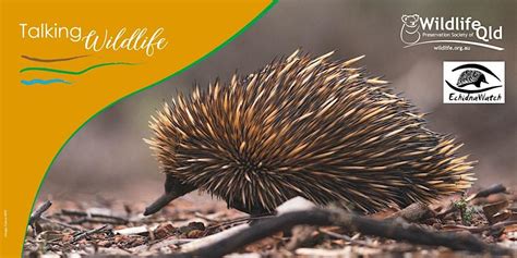Echidna Explorers Workshop Logan West Dr Kate Dutton Regester