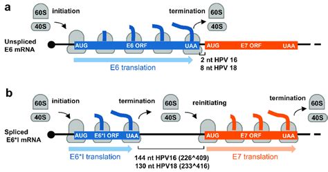 Regulation Of E6 And E7 Translation From Hpv16 And Hpv18 Polycistronic Download Scientific