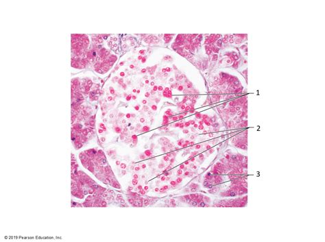 Pancreatic Islets Alpha And Beta Cells