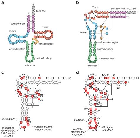 Beyond The Anticodon Trna Core Modifications And Their Impact On