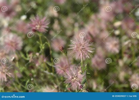 Spreading Fleabane Stock Image Image Of Botany Hairy 259039027