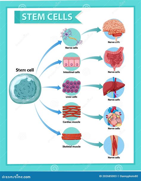 Information Poster On Human Stem Cells Stock Vector Illustration Of