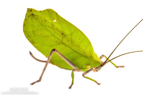 Tettigoniidae Katydids