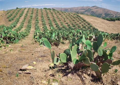 De Dónde Salen Las Tunas Cultivo De Tuna En Mexico Kksurc