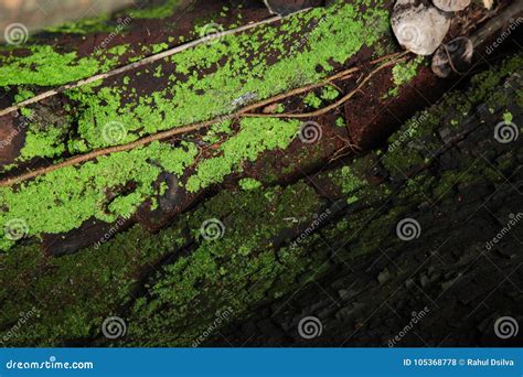 Worn Tree Root With Wavy Texture And Moss Growing In The Cracks Stock Photo Image Of Fantasy