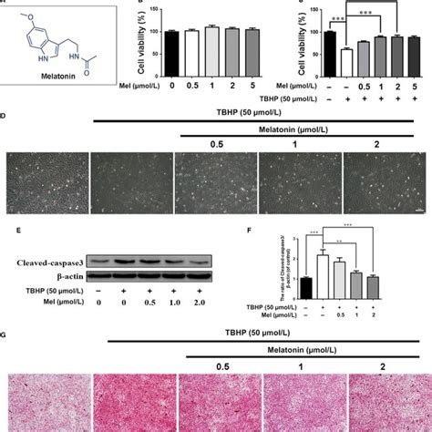 Effects Of Melatonin On Cell Viability Apoptosis And Calcification Of