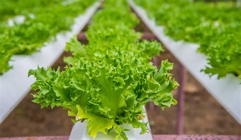 Hydroponic Lettuce At Home A Complete Growing Guide