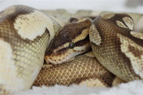 Charlie The Ball Python Rballpython