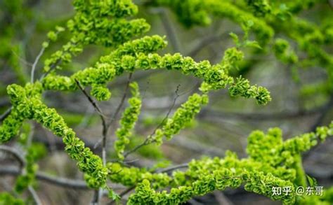 小时候最美好的回忆，摘榆钱儿 知乎