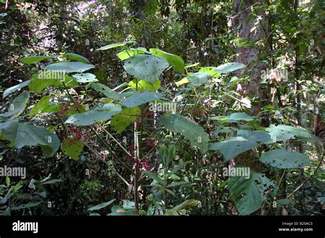 Stinging Tree Gympie Gympie Dendrocnide Moroides With Pink Fruit In