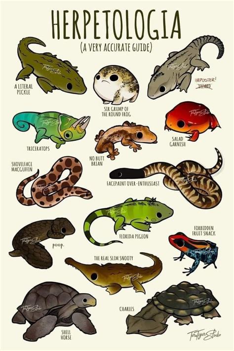 Best 13 Frogs Facts Types Lifespan Classification Habitat Pictures Artofit