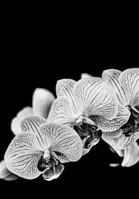 Black And White Orchid Photography