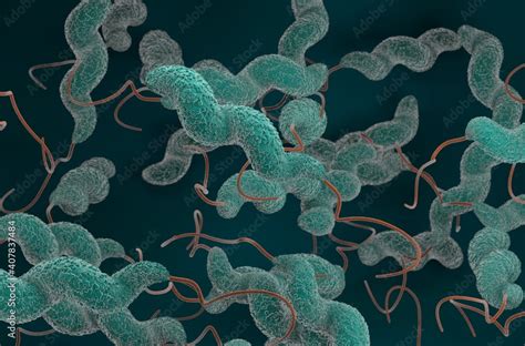 Campylobacter Jejuni Bacteria 3d Render Illustration Stock Illustration Adobe Stock