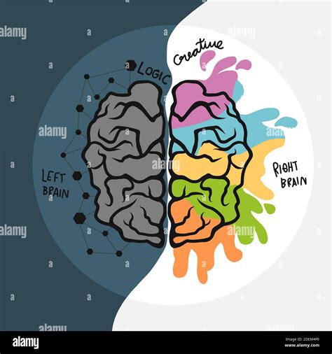 Left And Right Brain Cartoon Vector Illustration Stock Vector Image