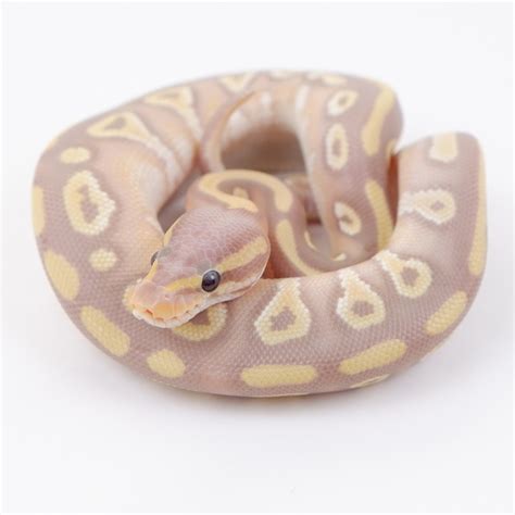 Banana Mojave Ball Python By Clutch Pythons Morphmarket