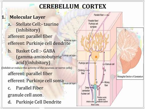 Anatomy Of Cerebellumpptx
