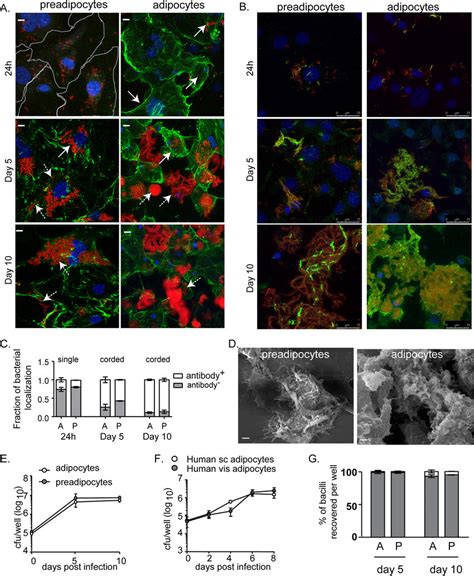 Adipocytes And Preadipocytes Provide A Growth Permissive Environment Download Scientific