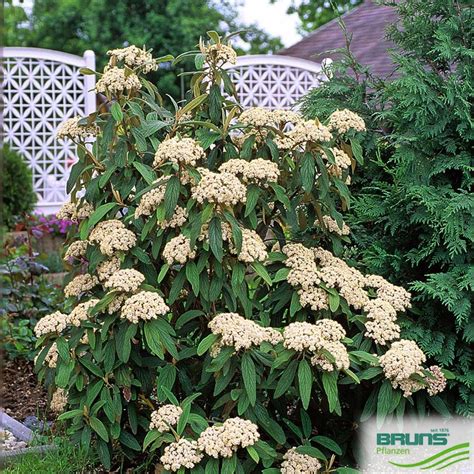 Viburnum Rhytidophyllum Leatherleaf Von Bruns Pflanzen