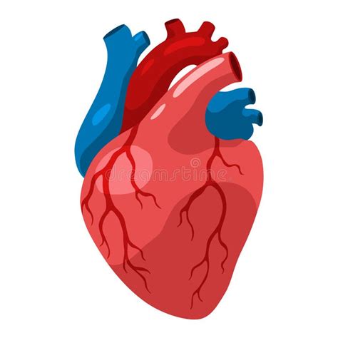 Cardiac Muscles Tissue With Specific Function Medical Poster Design