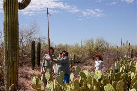 Saguaros In The Circle Of Life Desert Diaries