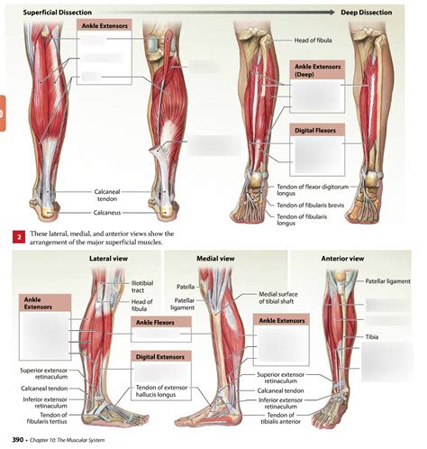 Muscular System Labeled Leg