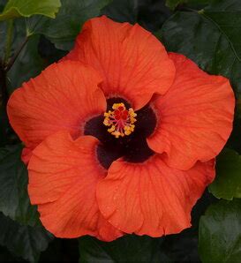 Hollywood Hibiscus® Rico Suave™ Tropical Hibiscus Hibiscus Rosa