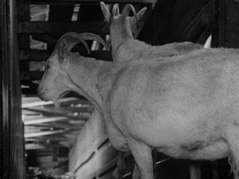 The Department Of Afro American Research Arts And Culture