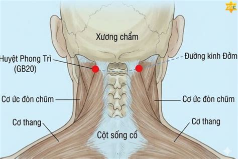 5 Công Dụng Của Huyệt Phong Trì Và Cách Tác động Giúp Giảm đau đầu