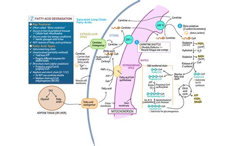 Biochemistry Fatty Acid Degradation Mcat Ditki Medical And Biological
