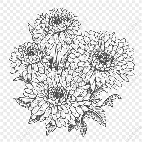 국화색칠공부 국화꽃색칠공부 국화꽃색칠공부 벡터개요라인 아트미술 Png 일러스트 무료 다운로드 Lovepik
