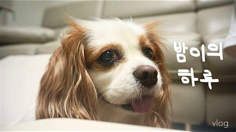 Eng 추석연휴 특별편ㅣ🐶밤이의 하루ㅣ강아지브이로그ㅣ강아지 하루 일상 조각모음ㅣ사료먹고 간식먹고 자고 사료먹고ㅣ나만없어 댕댕이ㅣvlog Youtube