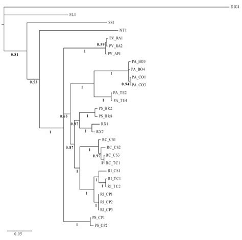 majority rule consensus bayesian tree based on a concatenated dataset