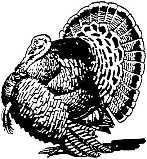 Free Turkey Black And White Clip Art Download Free Turkey Black And