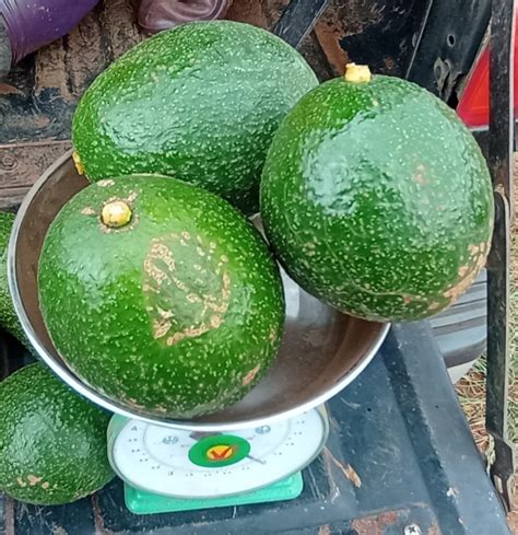 အိန္ဒိယကိုလာမယ့် ၂၀၂၄ ဖေဖော်ဝါရီ ထောပတ်သီးလှိုင်လှိုင်ထွက်တဲ့ရာသီမှာ တန်ချိန် ၁၀၀၀ တင်ပို့ ရောင