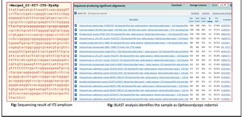 A Dna Barcoding Based Identification Of The Fungal Specimen Dna Download Scientific Diagram