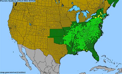 Hydrangea Arborescens Smooth Hydrangea South Carolina Native Plant