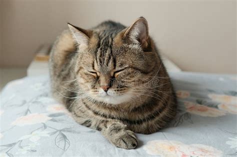 Lazy Tabby Grey Cat Sleeping On The Bed Stock Image Image Of