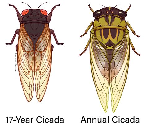 Brood X Cicadas Are Emerging To Sing Mate Lay Eggs And Die
