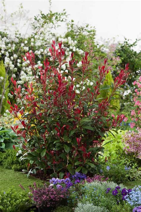 Photinia Fraseri Carré Rouge Glansmispel Potmaat Ø 28cm Pot