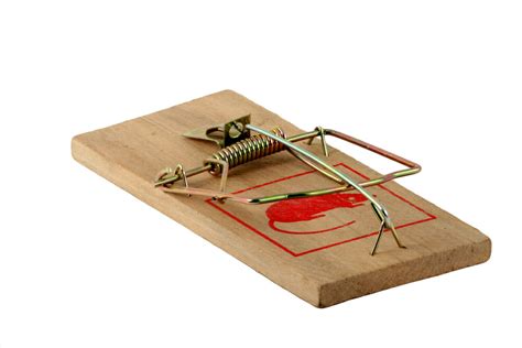 How To Catch And Trap A Mouse Like A Pro 7 Easy Steps 🪤