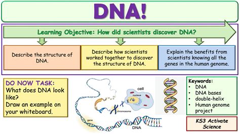 SOLUTION Dna Ppt Studypool