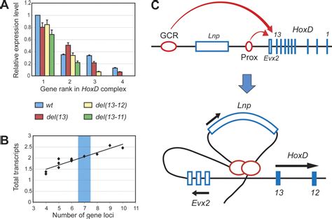 Modeling Hox Gene Regulation In Digits Reverse Collinearity And The