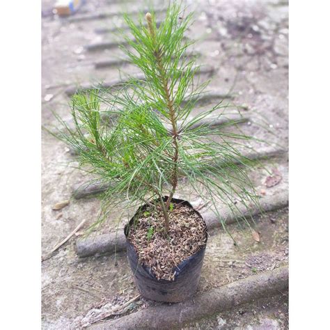 Jual Bibit Tanaman Hias Pohon Pinus Shopee Indonesia