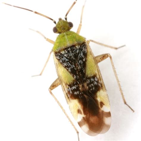 Reuteroscopus Basicornis · Inaturalist Mexico