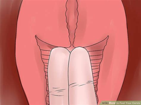 How To Feel Your Cervix Steps With Pictures WikiHow