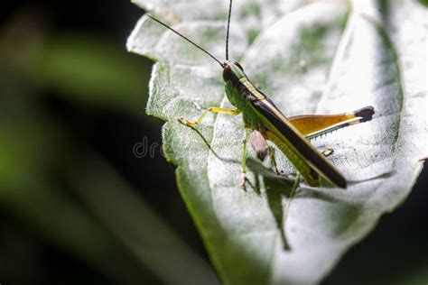 Grasshopper On A Green Leaf Stock Image Image Of Nature Environment 74212465