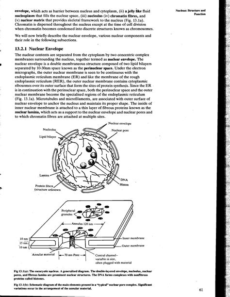 Solution Nucleus Structure And Function Studypool