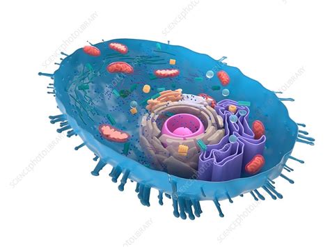 Illustration Of A Human Cell Cross Section Stock Image F0235112