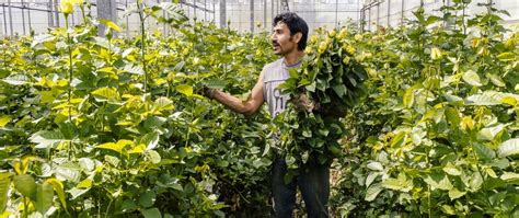 Rural Economic Diversification And Infrastructure Program Redip