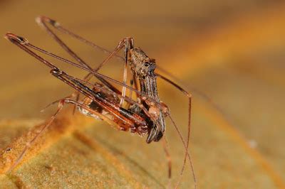 Species New To Science Arachnida • 2018 A Review Of The Madagascan